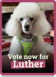 DOTY Vote 2024 | Great British Dogs