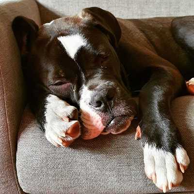 greatbritishdogs.co.uk | Dog story | Great British Dogs