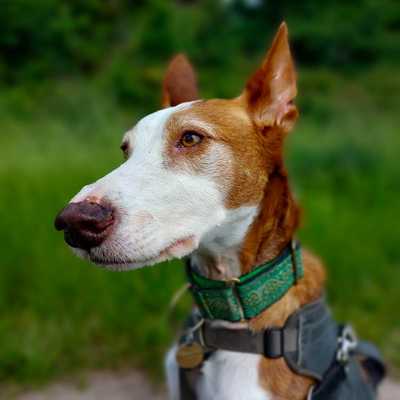 greatbritishdogs.co.uk | Dog story | Great British Dogs