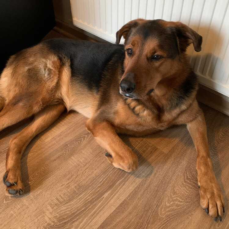 greatbritishdogs.co.uk | Dog story | Great British Dogs