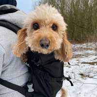 greatbritishdogs.co.uk | Dog story | Great British Dogs