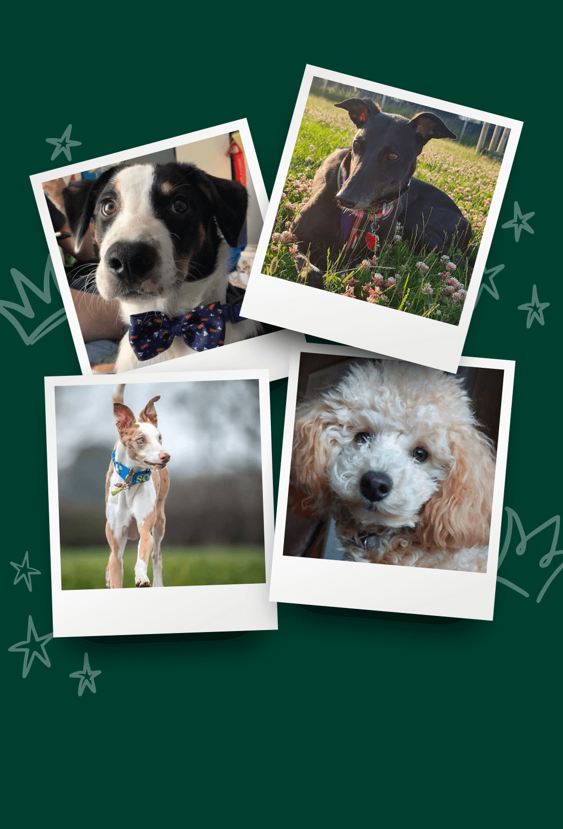 greatbritishdogs.co.uk | Dog of the Year 2023 voting | Great British Dogs