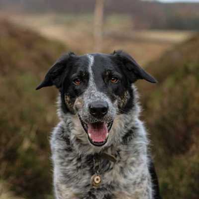 greatbritishdogs.co.uk | Dog story | Great British Dogs