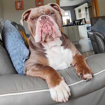 greatbritishdogs.co.uk | Dog story | Great British Dogs