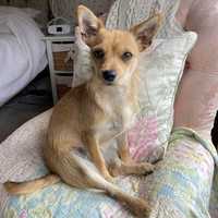 greatbritishdogs.co.uk | Dog story | Great British Dogs