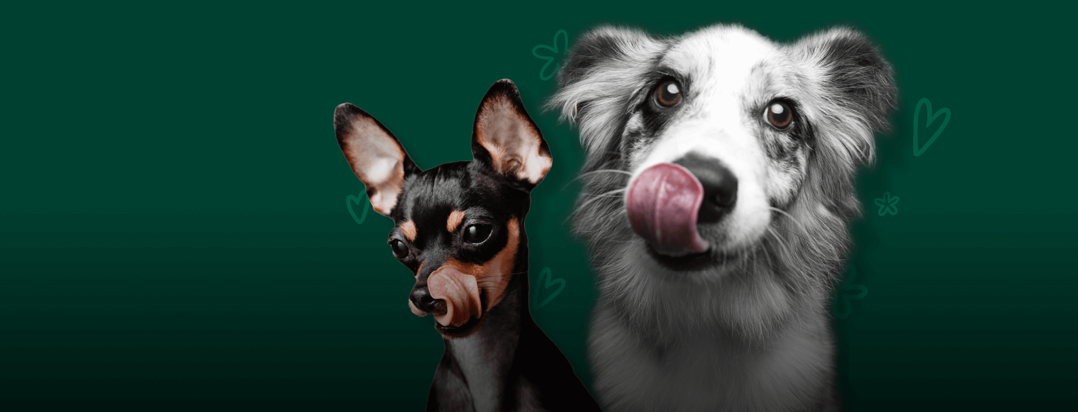 greatbritishdogs.co.uk | Home | Great British Dogs