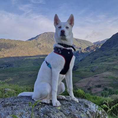 greatbritishdogs.co.uk | Dog story | Great British Dogs