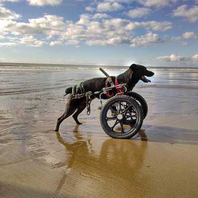 greatbritishdogs.co.uk | Dog story | Great British Dogs