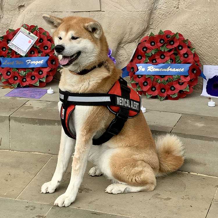 greatbritishdogs.co.uk | Dog story | Great British Dogs