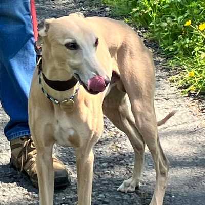 greatbritishdogs.co.uk | Dog story | Great British Dogs
