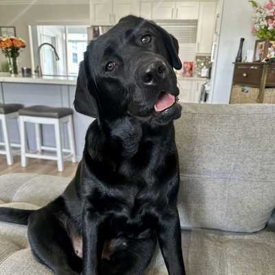 greatbritishdogs.co.uk | Dog story | Great British Dogs