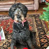 greatbritishdogs.co.uk | Dog story | Great British Dogs