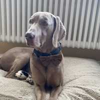 greatbritishdogs.co.uk | Dog story | Great British Dogs