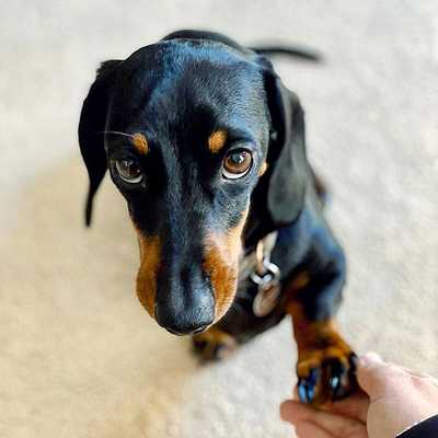 greatbritishdogs.co.uk | Dog story | Great British Dogs