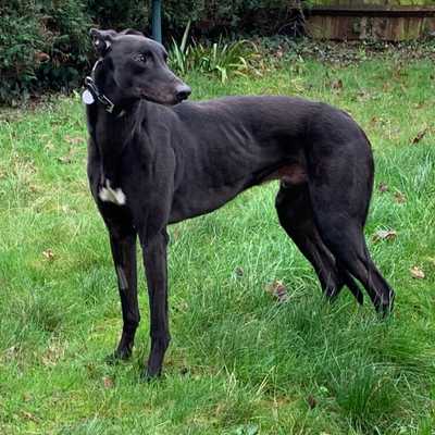greatbritishdogs.co.uk | Dog story | Great British Dogs