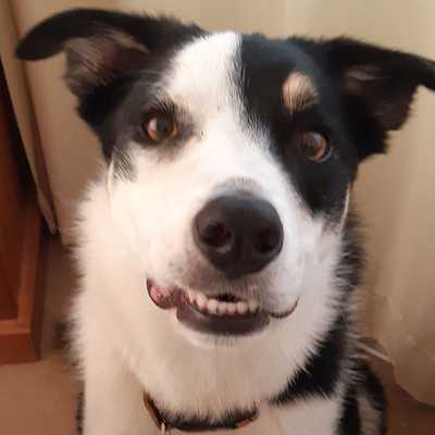 greatbritishdogs.co.uk | Dog story | Great British Dogs