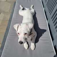 greatbritishdogs.co.uk | Dog story | Great British Dogs