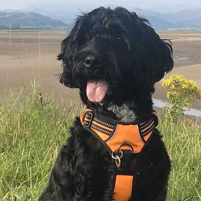 greatbritishdogs.co.uk | Dog story | Great British Dogs