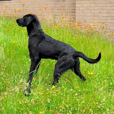 greatbritishdogs.co.uk | Dog story | Great British Dogs