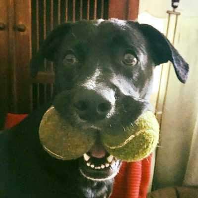 Alison knows her strong-willed dog Ziggy is one of a kind – but that’s ...