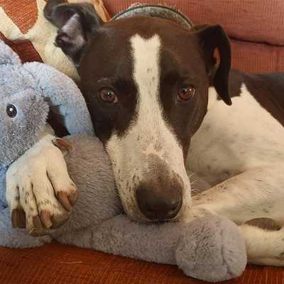 greatbritishdogs.co.uk | Dog story | Great British Dogs