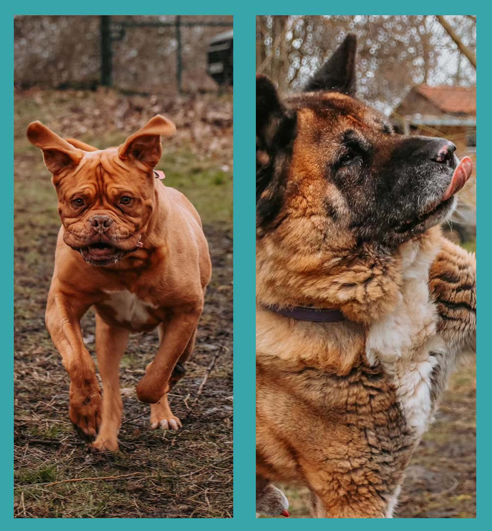 greatbritishdogs.co.uk | Supporting the RSPCA | Great British Dogs