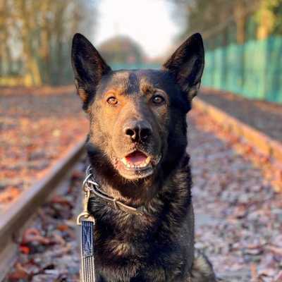 greatbritishdogs.co.uk | Dog story | Great British Dogs