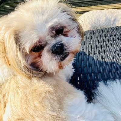 greatbritishdogs.co.uk | Dog story | Great British Dogs