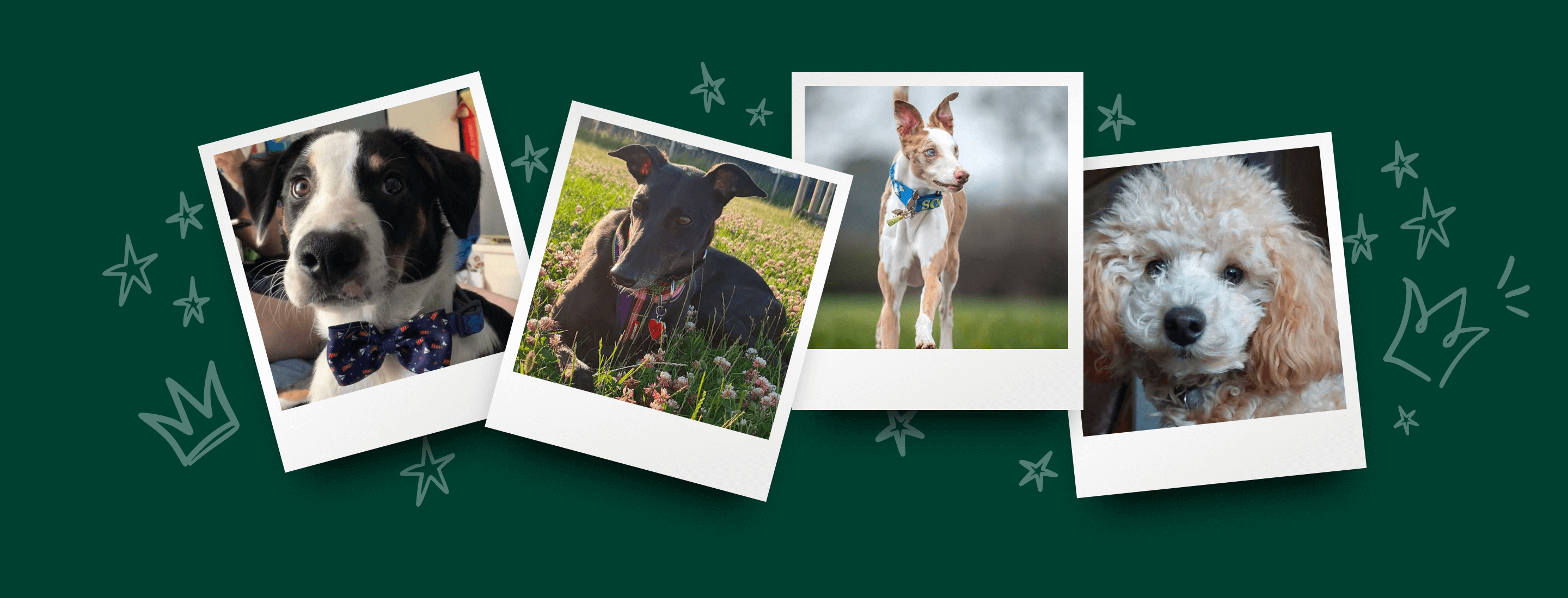 greatbritishdogs.co.uk | Dog of the Year 2023 voting | Great British Dogs