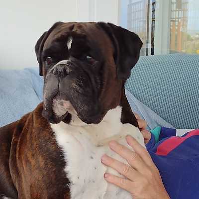 greatbritishdogs.co.uk | Dog story | Great British Dogs