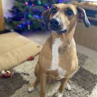 greatbritishdogs.co.uk | Dog story | Great British Dogs