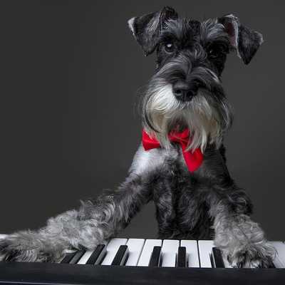 greatbritishdogs.co.uk | Dog story | Great British Dogs