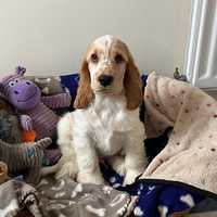 greatbritishdogs.co.uk | Dog story | Great British Dogs