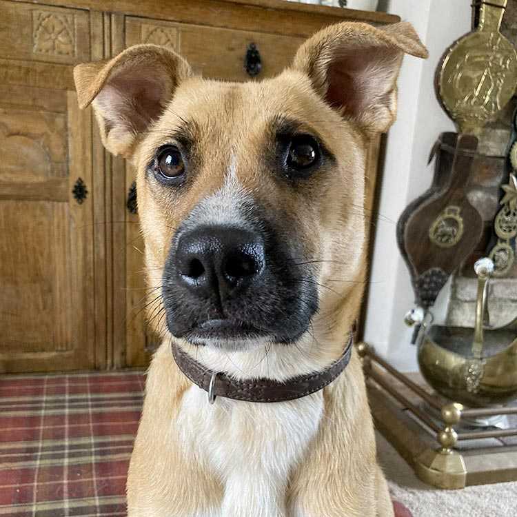 greatbritishdogs.co.uk | Dog story | Great British Dogs