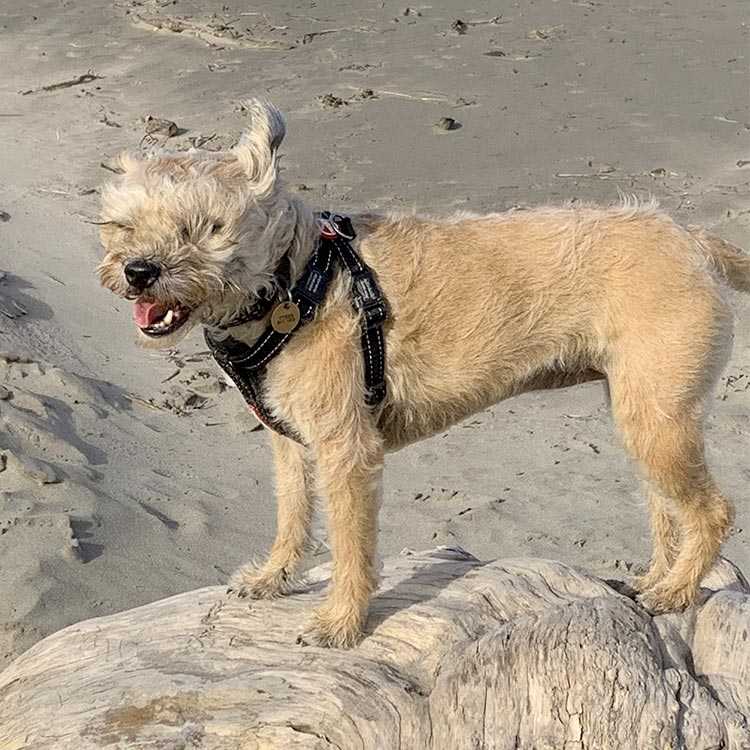 greatbritishdogs.co.uk | Dog story | Great British Dogs