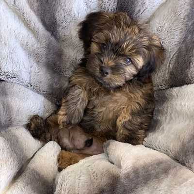 greatbritishdogs.co.uk | Dog story | Great British Dogs