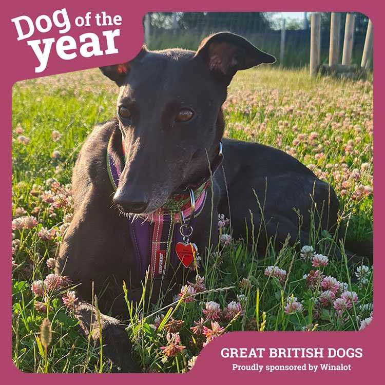 greatbritishdogs.co.uk | Dog story | Great British Dogs